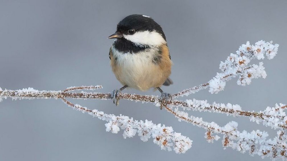 BBC Two - Winterwatch