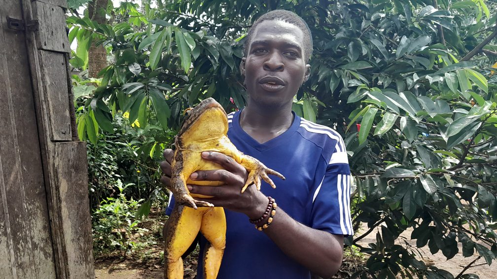 BBC World Service - Newshour, Goliath frog: The 'human-sized frog' that ...