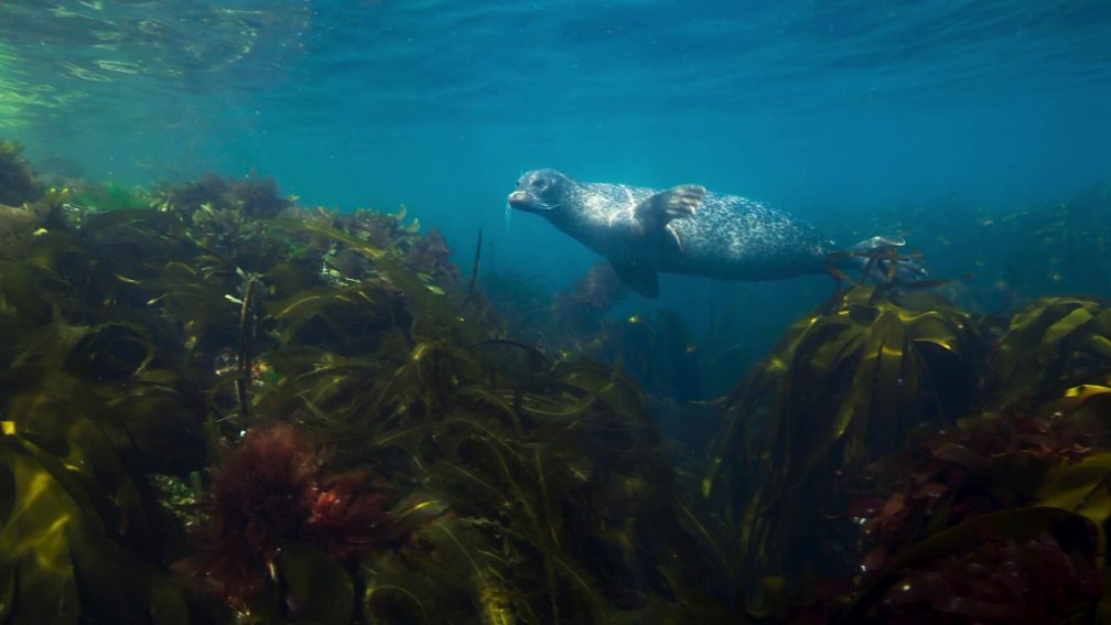 BBC One - Wild Isles, Series 1, Our Precious Isles