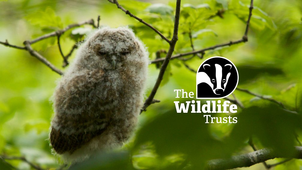 BBC One - Wild Isles