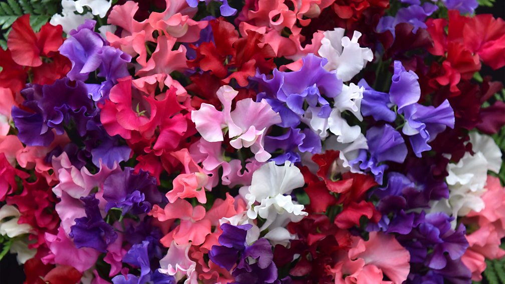 BBC Radio 4 - Gardeners' Question Time - Downloads