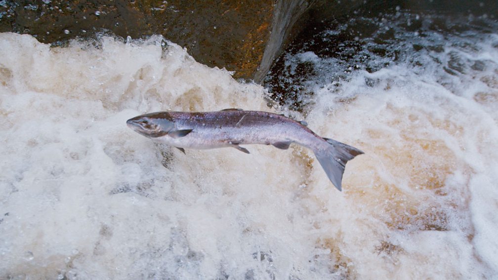 BBC One - Wild Isles, Series 1, Freshwater