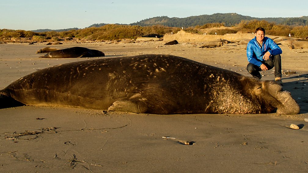 BBC One - Super Giant Animals, Supergiants caught on camera - Two-tonne ...