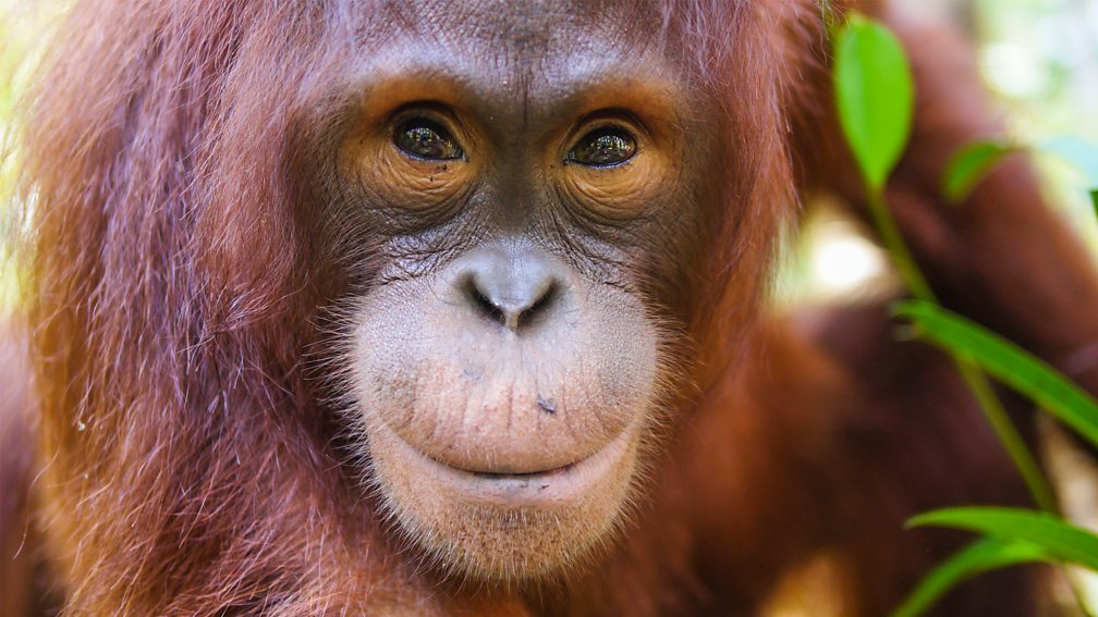 BBC Two - Natural World, 2013-2014, Orangutans: The Great Ape Escape ...
