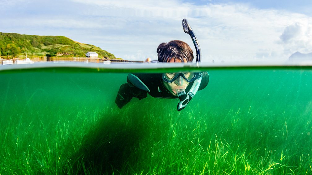 BBC One - Wild Isles - Available now