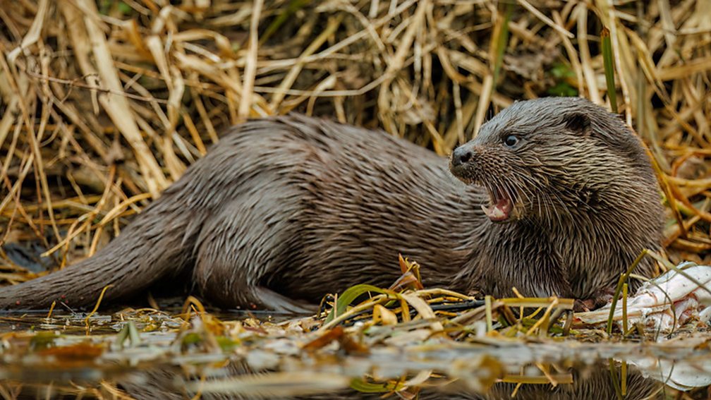 BBC Two - Springwatch