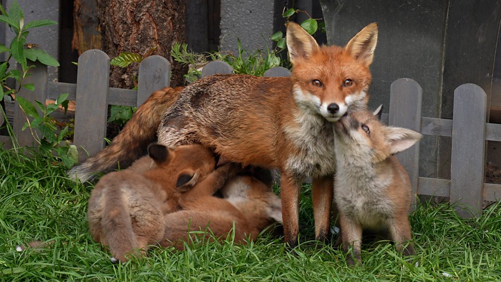 BBC Two - Springwatch