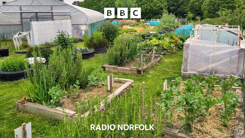 BBC Radio Norfolk - Anna Perrott