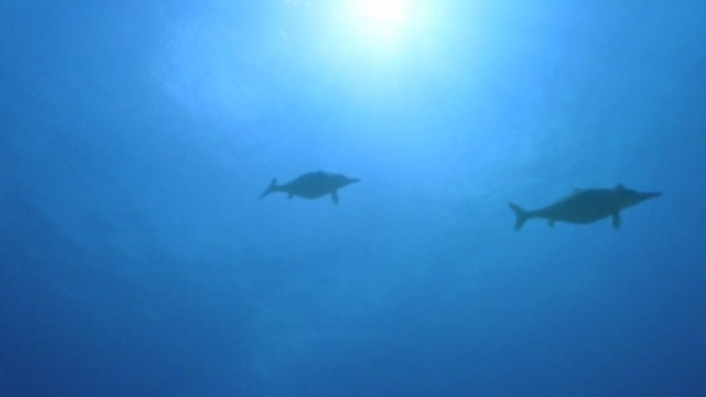 BBC One - Walking with Dinosaurs (1999) - Available now