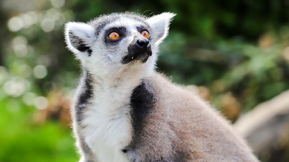 BBC - Signed Programmes on CBeebies