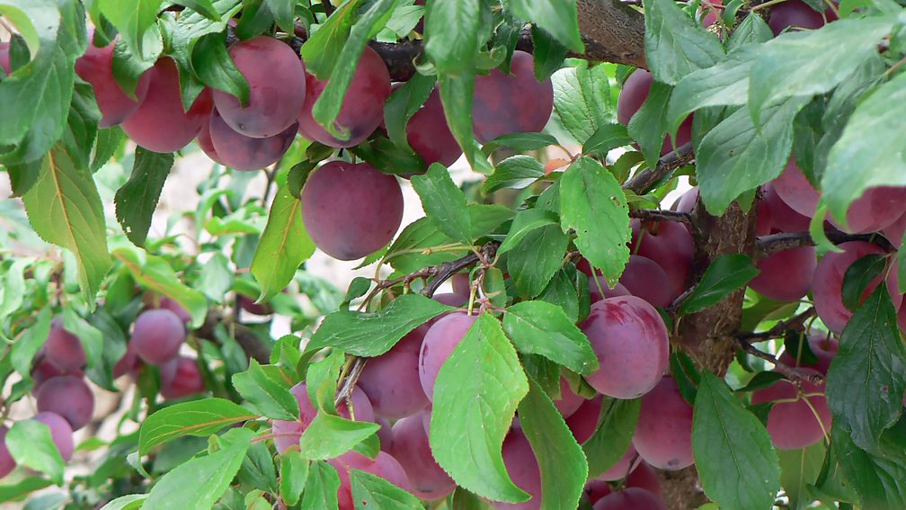 BBC Radio 4 - Gardeners' Question Time - Episode guide