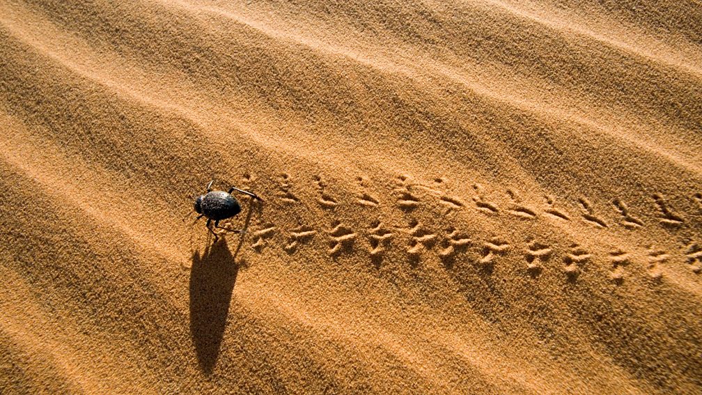 BBC World Service - Discovery - Downloads