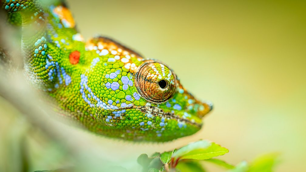 BBC Two - Big Little Journeys - Big Little Journeys: Meet the animals