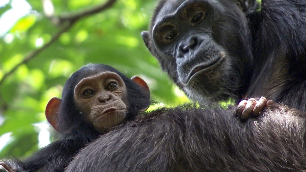 BBC One - Africa - Episode guide