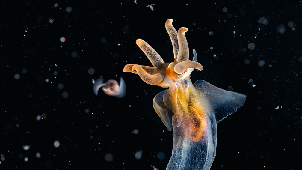 BBC One - Planet Earth III - The angel at the end of the Earth