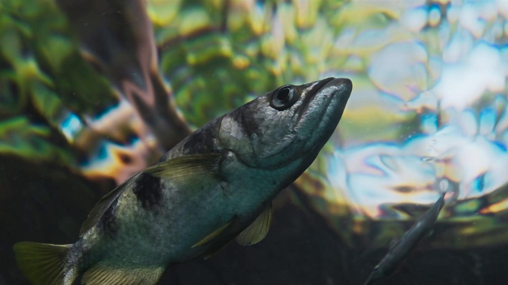 BBC One - Planet Earth III, Series 1, Coasts