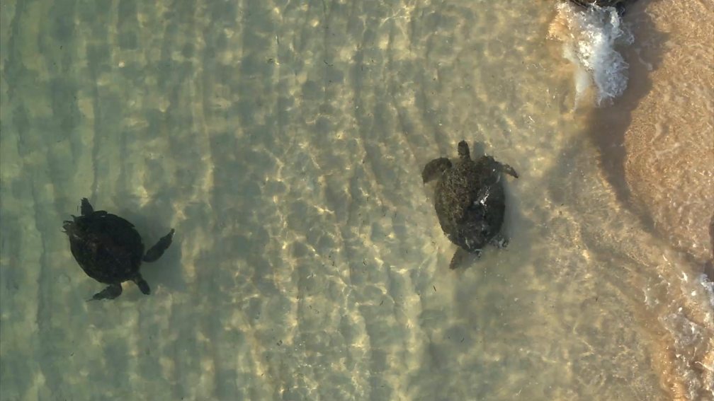 BBC One - Planet Earth III, Series 1, Coasts