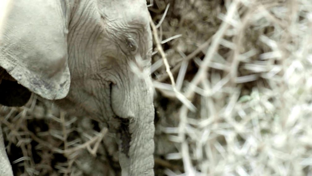 BBC One - Planet Earth III, Series 1, Extremes