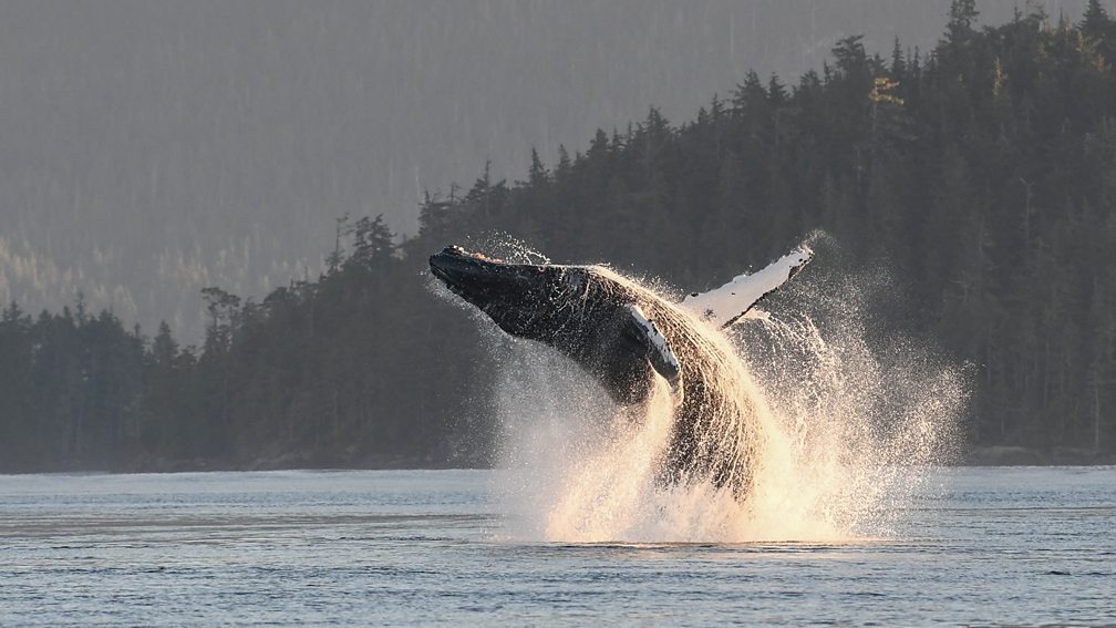 BBC One - Planet Earth III - Why frogs are so important