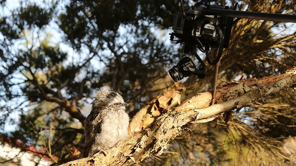 BBC One - Planet Earth III - Why frogs are so important