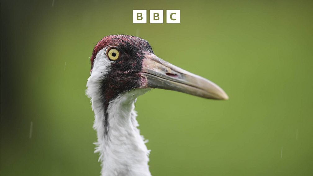 BBC World Service - The History Hour - Downloads