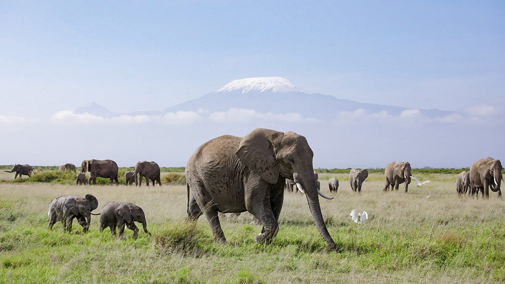 BBC One - Planet Earth III - Filming elephants in an African wildlife ...