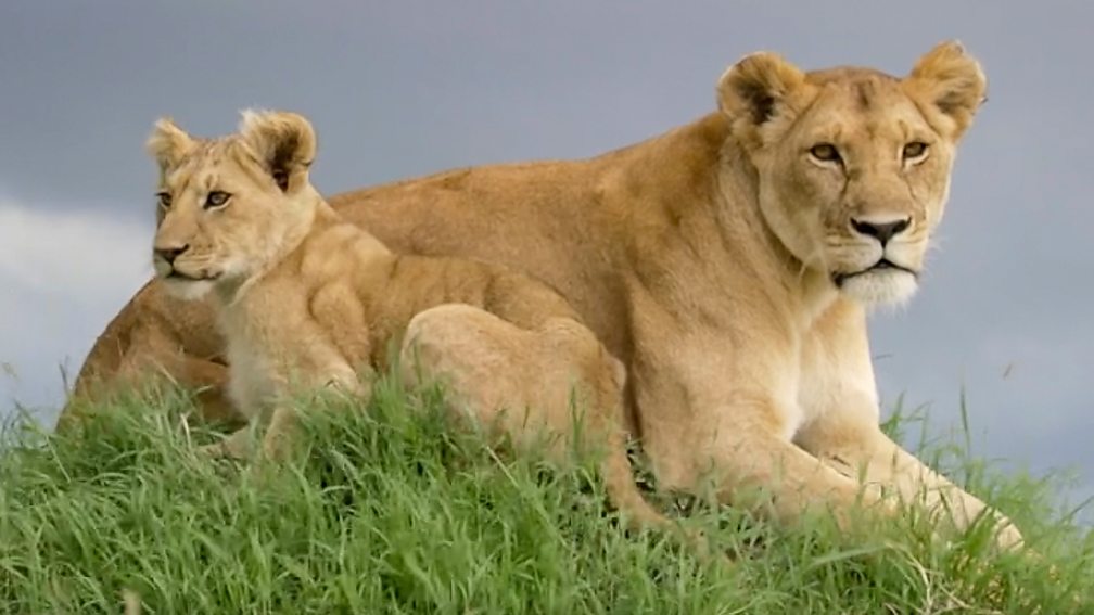 BBC Two - Natural World
