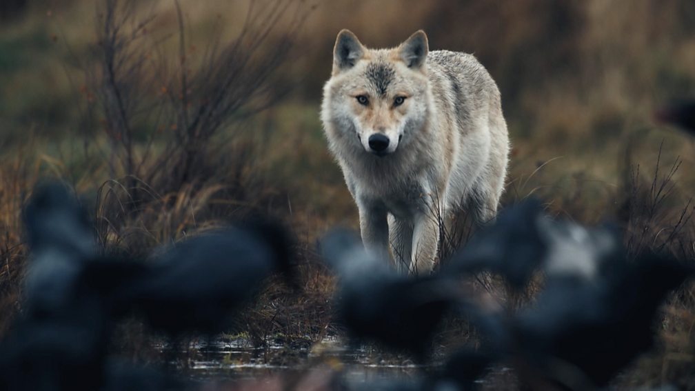 BBC Two - Wild Scandinavia, Series 1