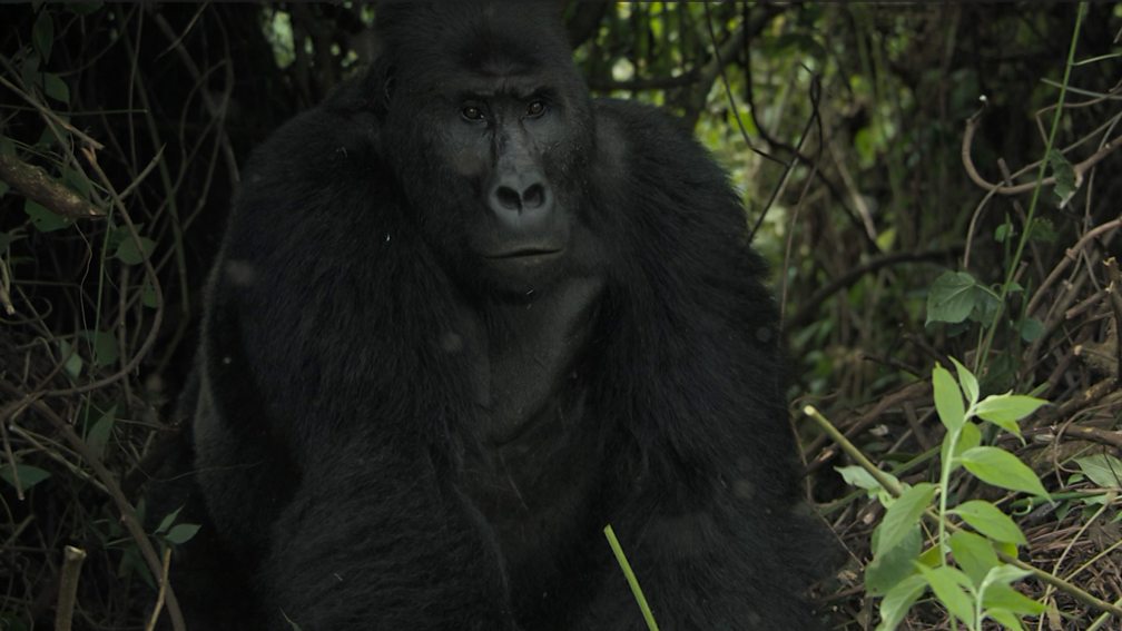 BBC Two - Silverback, Coming face-to-face with a silverback