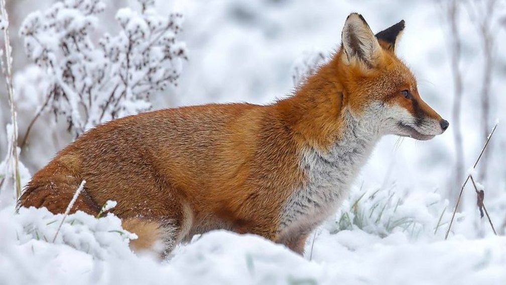 BBC Two - Winterwatch