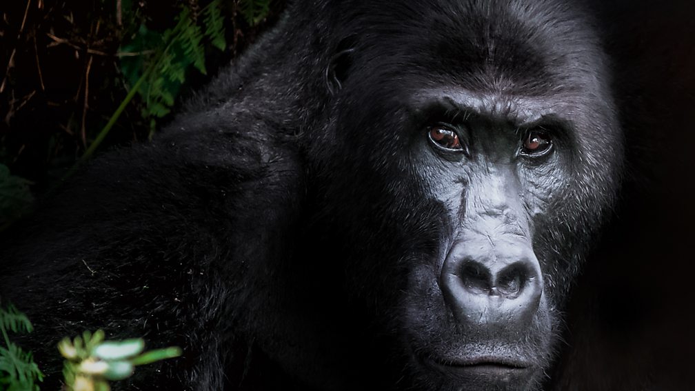 BBC Two - Silverback, Coming face-to-face with a silverback