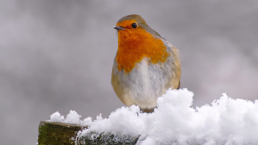 BBC Two - Winterwatch