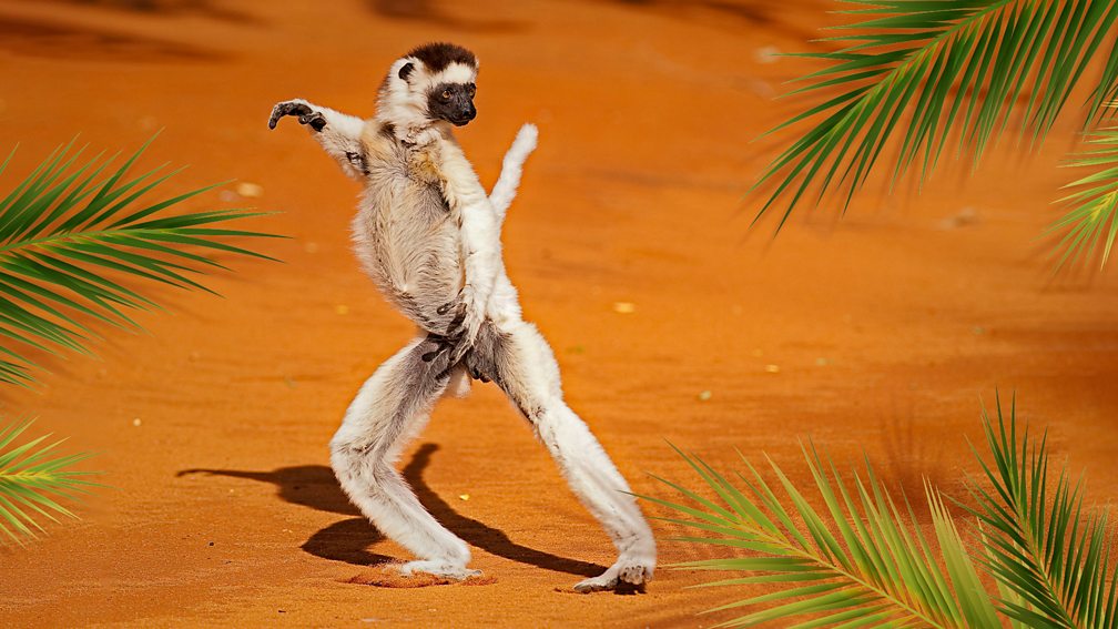 BBC Two - Madagascar