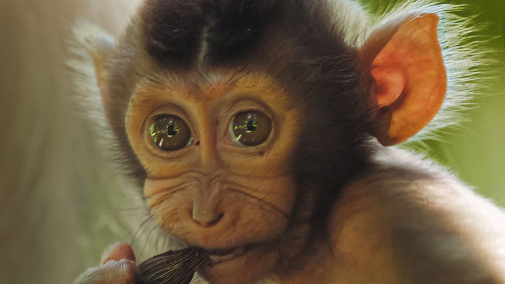 BBC One - Mammals - Episode guide