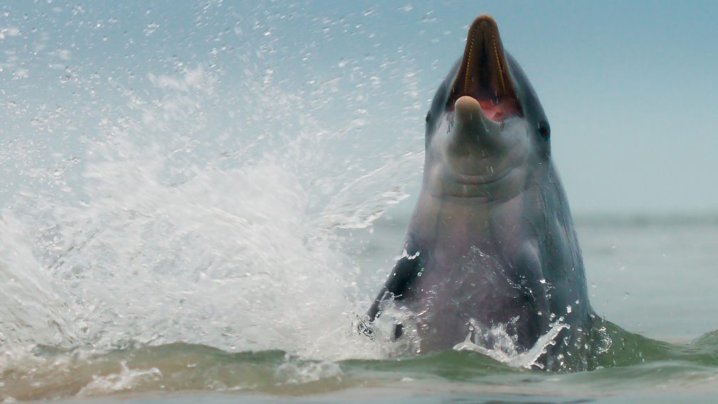 BBC One - Mammals - Episode guide