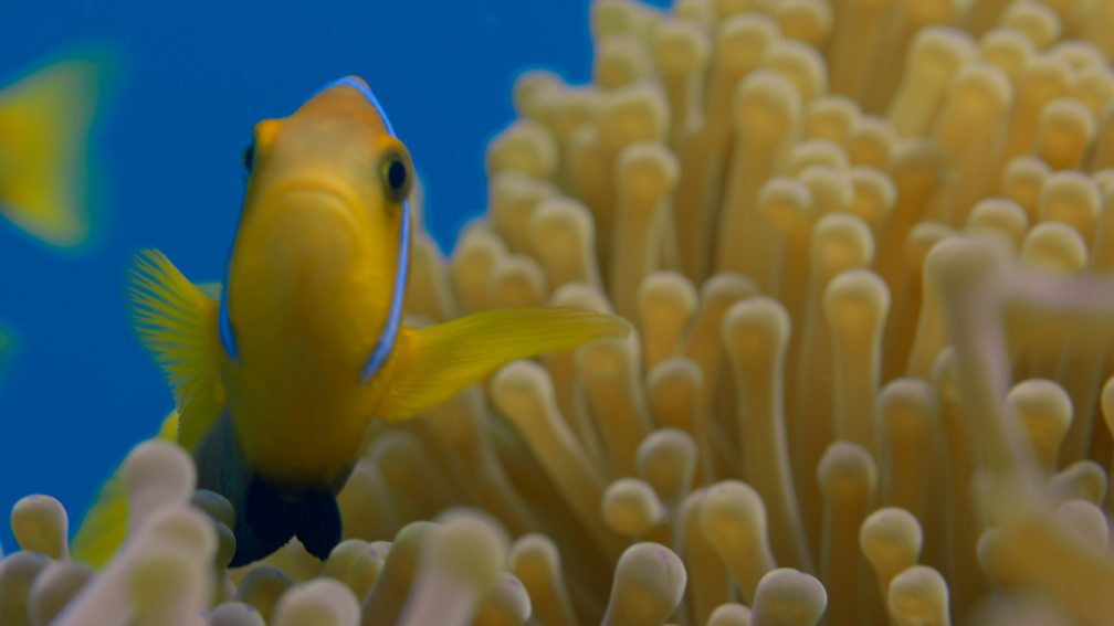 BBC One - Our Changing Planet, Restoring Our Reefs