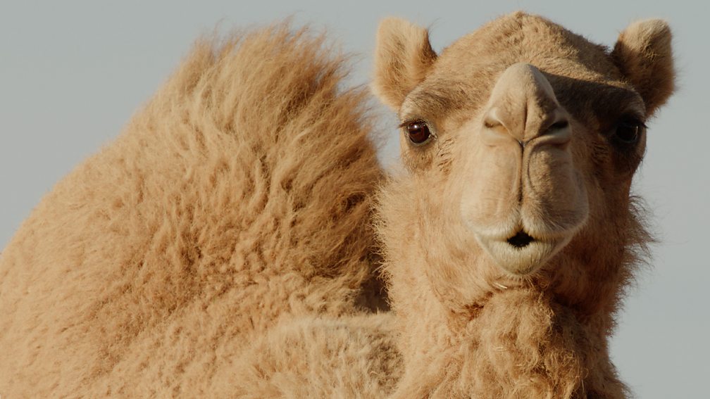 BBC One - Mammals - Episode guide