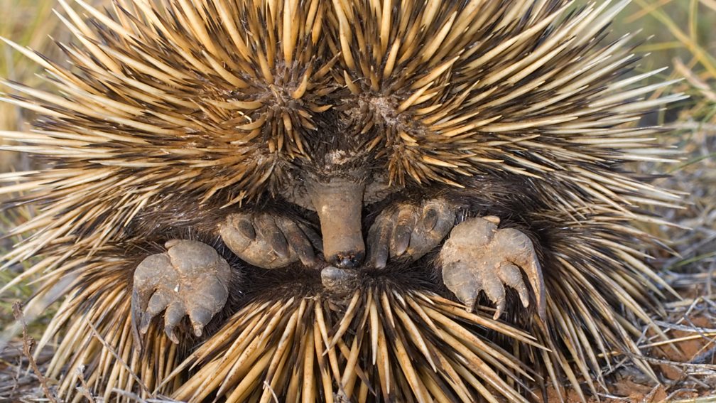 BBC One - Mammals - Surprise footage reveals the voice of one of nature ...