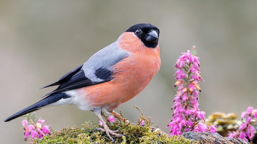 BBC Two - Springwatch