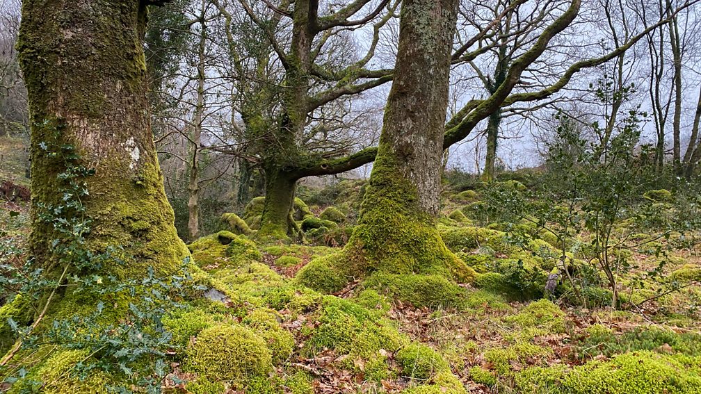 BBC One - Springwatch in Wales, Series 1 - Episode guide