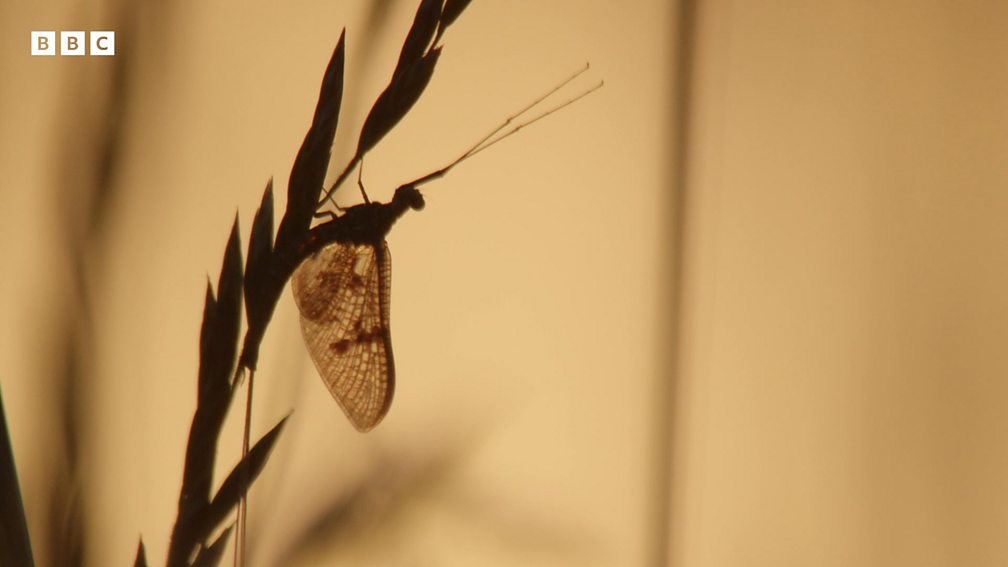 BBC Two - Springwatch, 2008, Episode 7, Pheasant wars