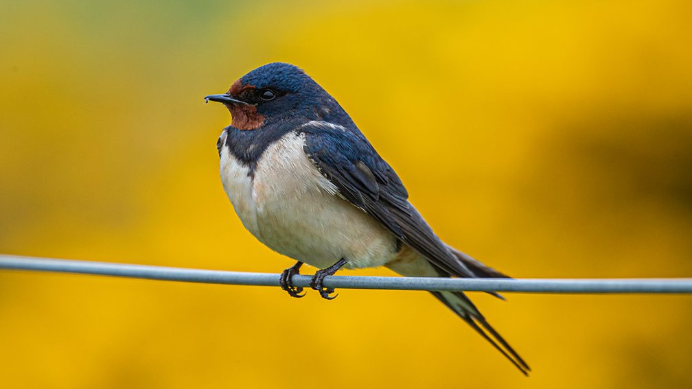 BBC Two - Springwatch - Available now