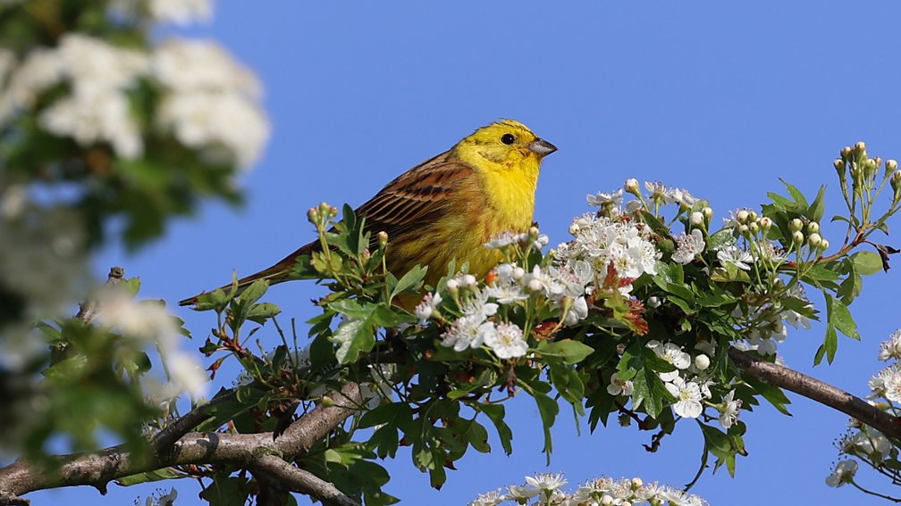 BBC Two - Springwatch - Available now