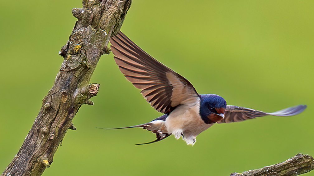 BBC Two - Springwatch - Available now