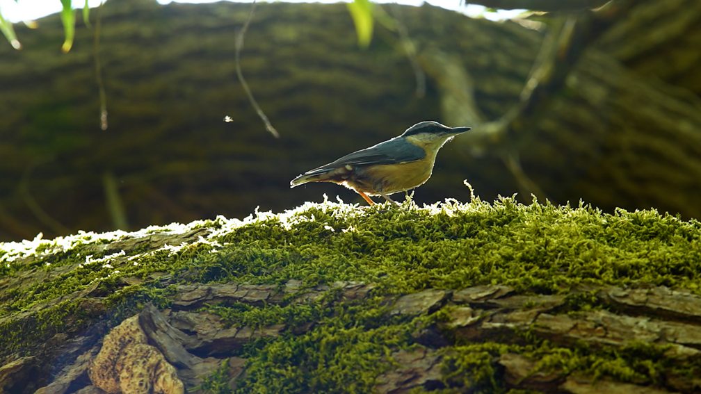 BBC Two - Springwatch, Rescued baby stoat