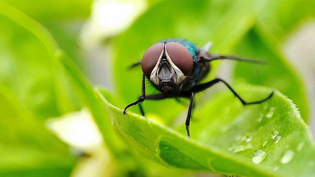 BBC World Service - CrowdScience, How many flies have ever existed ...