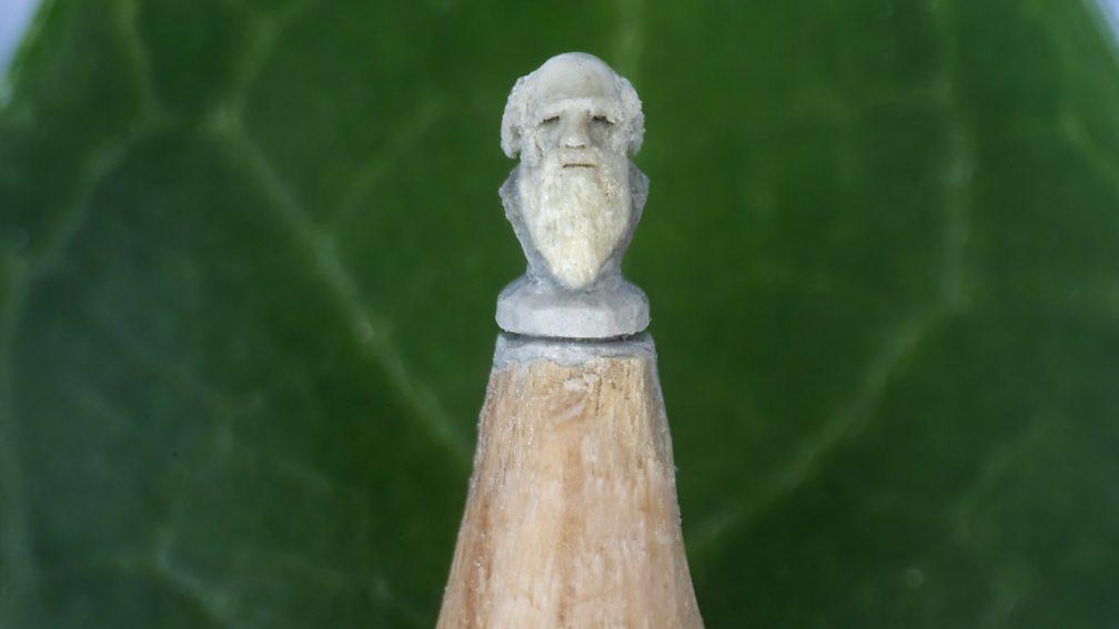 BBC World Service - In the Studio, Darwin in detail: The micro-art of ...