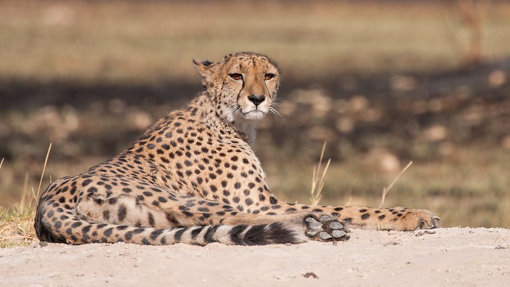 BBC Two - Big Cats 24/7 - Series 2 cat spotlight: Kea and Bo