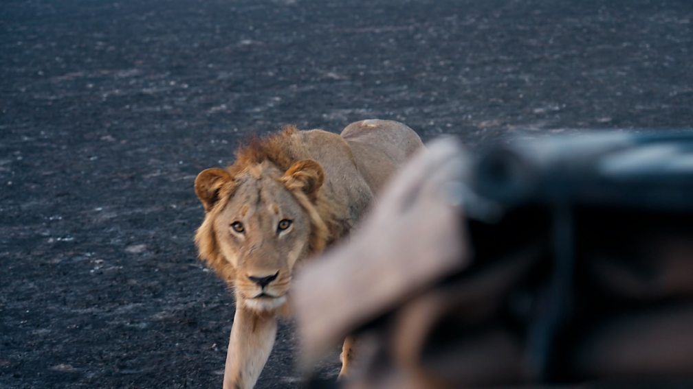 BBC Two - Big Cats 24/7 - Anna Dimitriadis