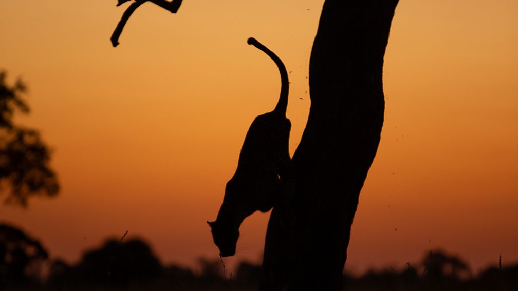 BBC Two - Big Cats 24/7 - Available now